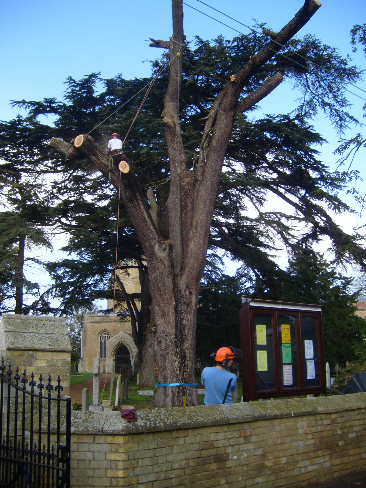 Contact Atlas Tree Surgery